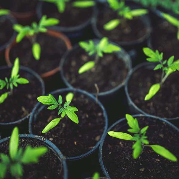 Eco-Pledge | Anastasi